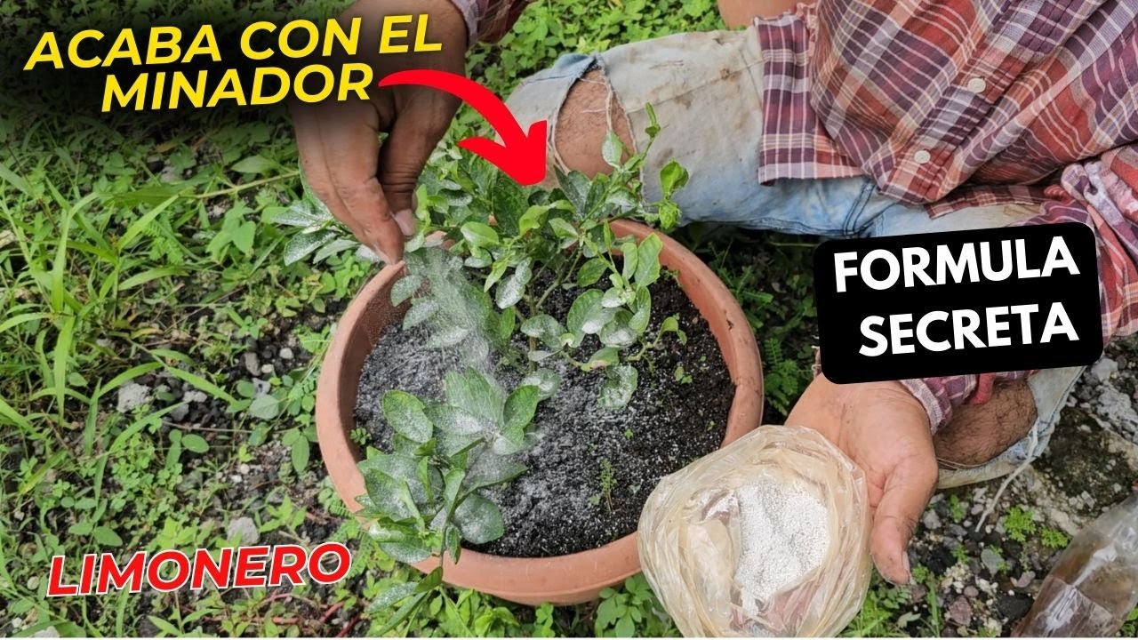 La Formula SECRETA para acabar con el Minador, hormiga tu planta va ...