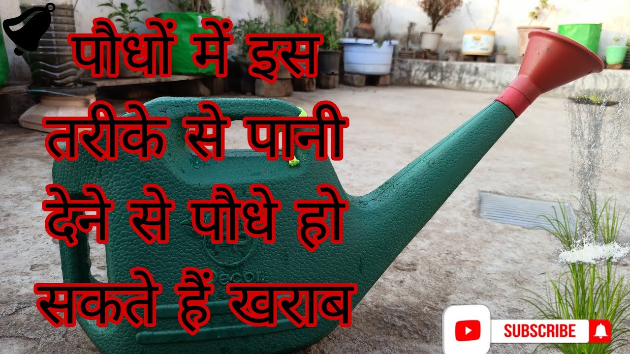 podhe me pani Roj de ya nhi ??give water to the plant daily or not ...