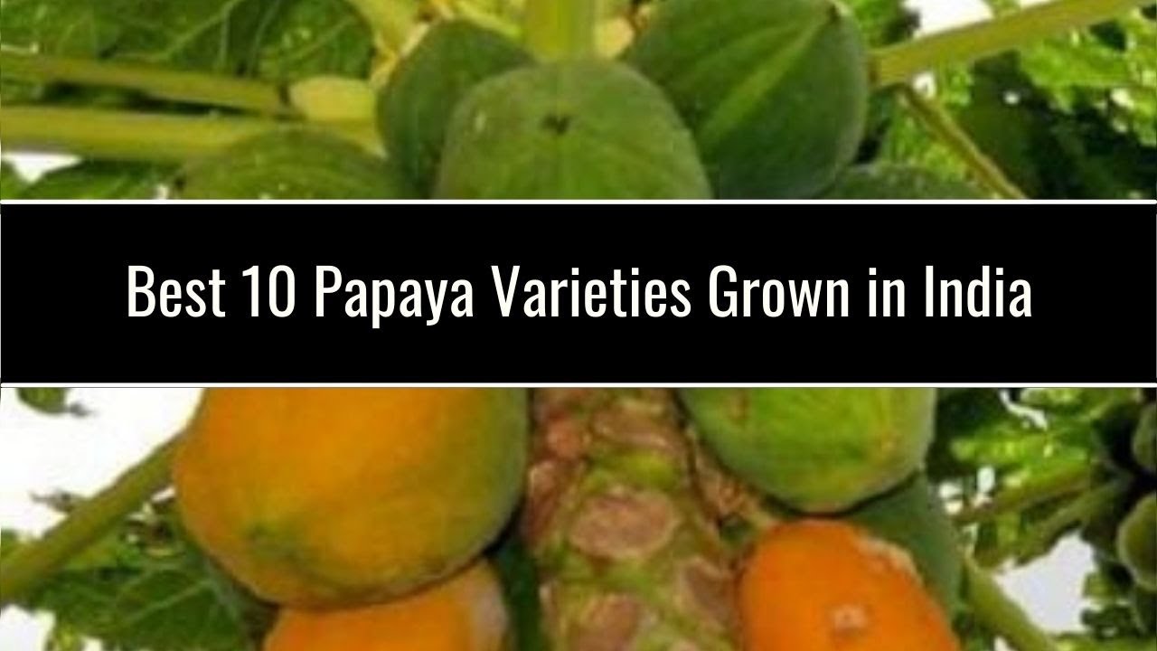 Best 10 Papaya Varieties Grown in India | Papaya types - YouTube