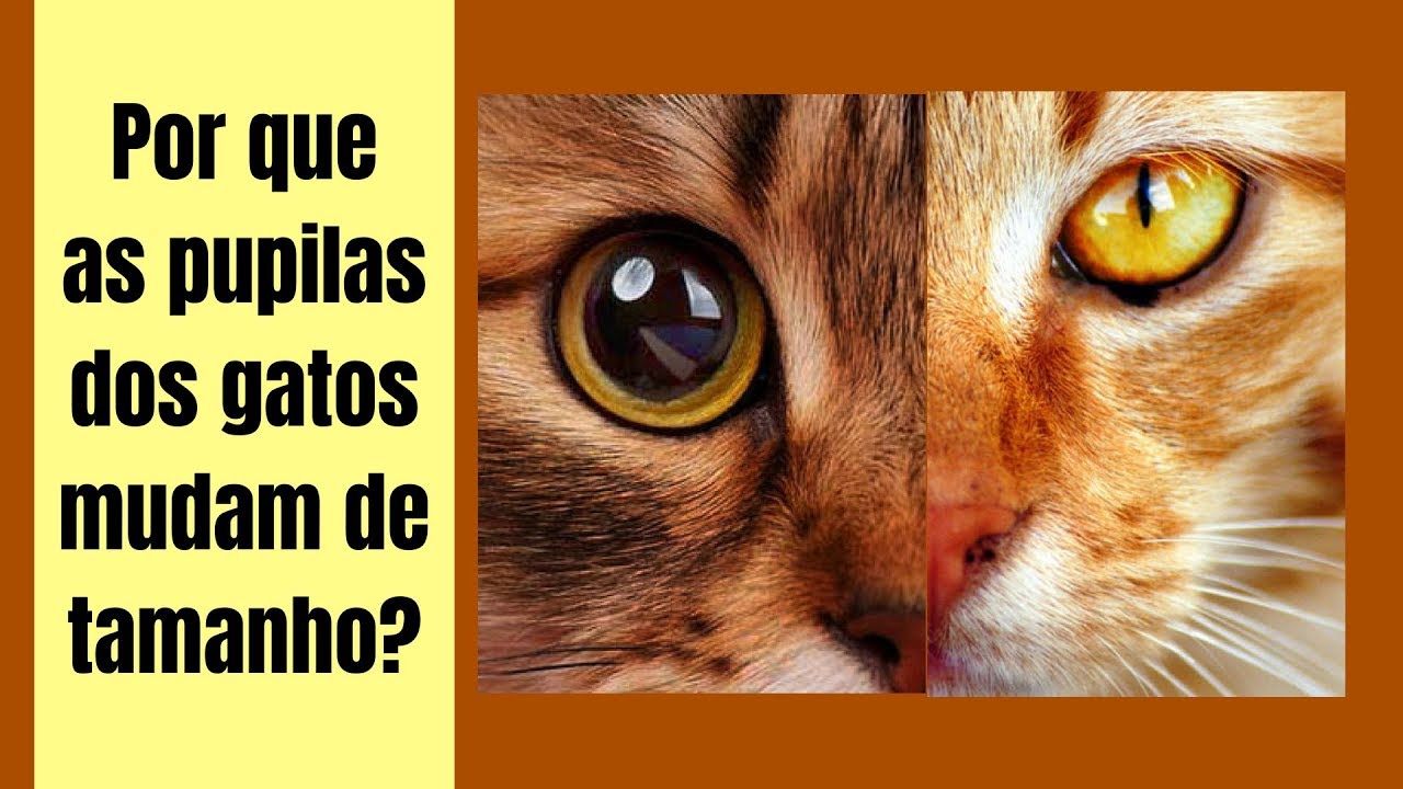 POR QUE A PUPILA DOS GATOS MUDAM DE FORMATO? - YouTube