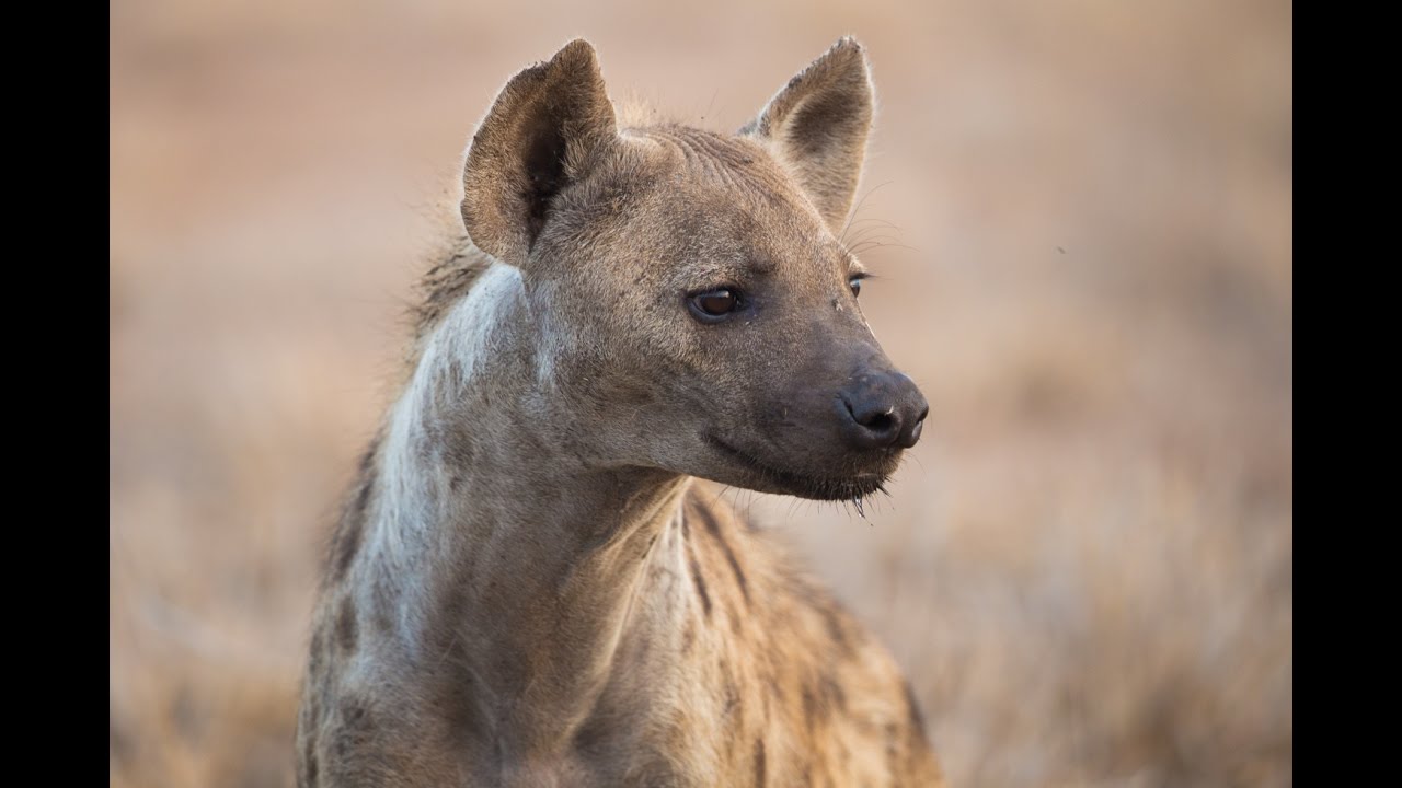 Kruger National Park Wildlife Photography - YouTube