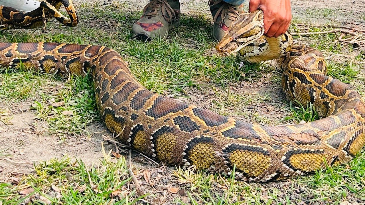 🐍 PYTHON RESCUE Udalguri BTR ASSAM - YouTube