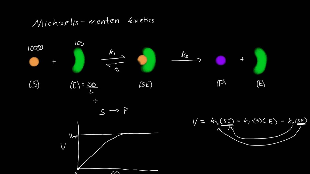 Michaelis-Menten Derivation (All Steps) - YouTube