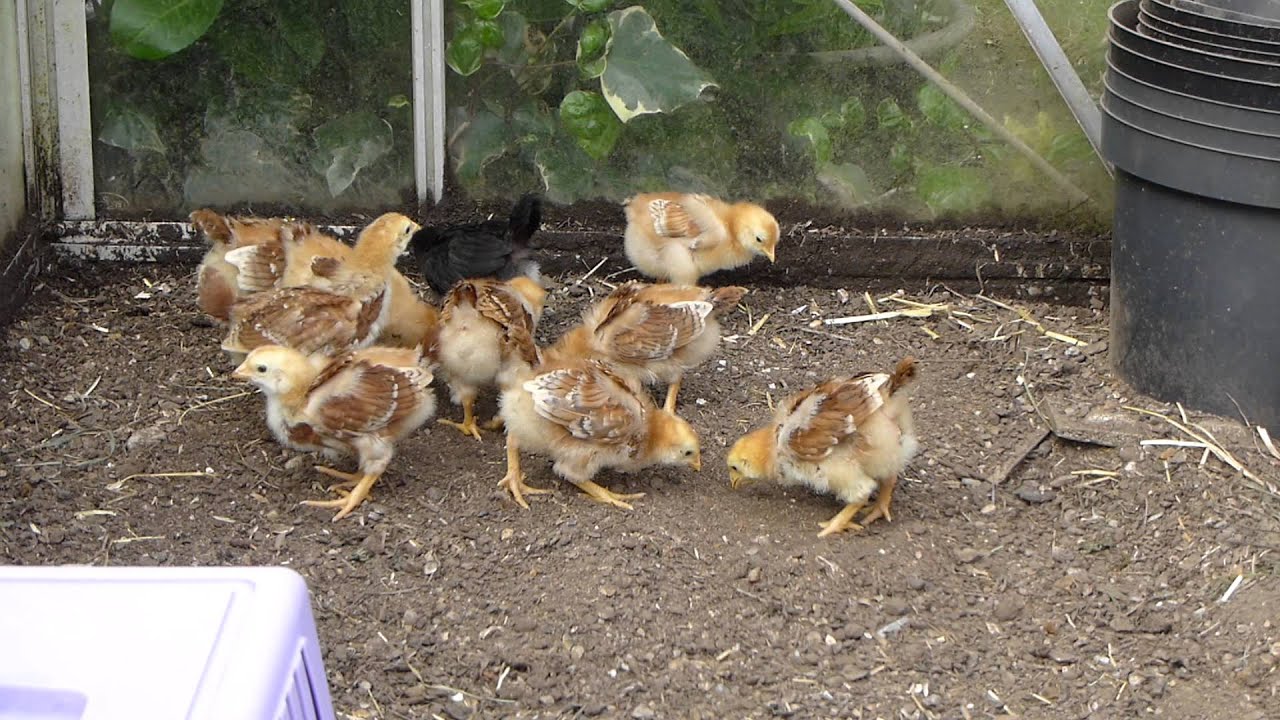 Rhode Island Red Rhodebar chicks - YouTube