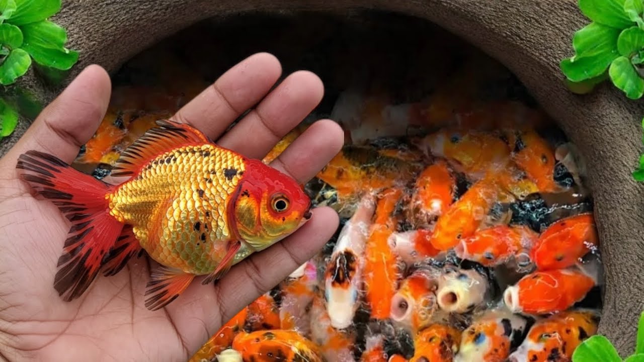 Hunting Fish in eggs and in small ponds, koi fish, goldfish, Molly Fish ...