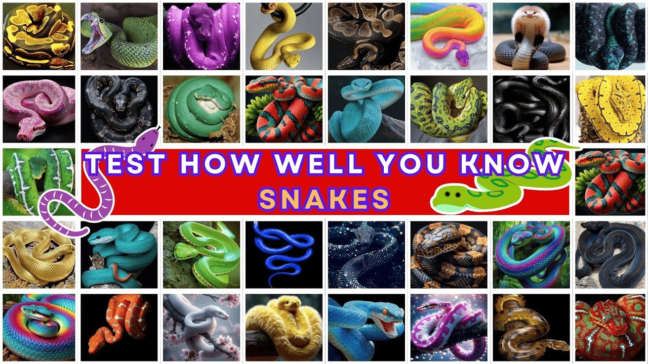 🐍🧠"Snake Quiz: Can You Identify These Snakes by Their Pictures?" - YouTube