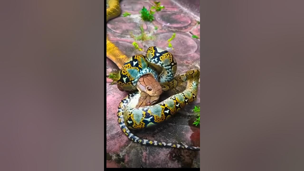 Two Reticulated python snakes fight। Beautiful Nature #shorts #snacks #reticulatedpython #python ...