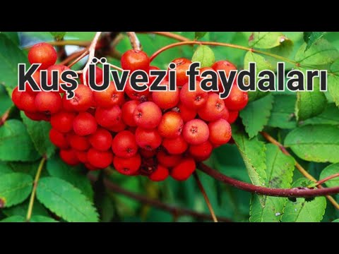 Üvez. Kuş Üvezi meyvesi faydaları, zararları.
