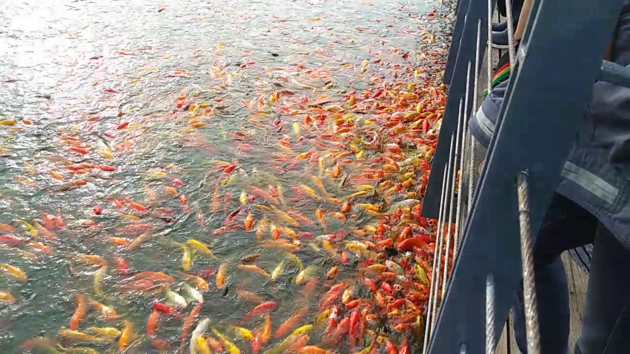 Alot of fish - YouTube