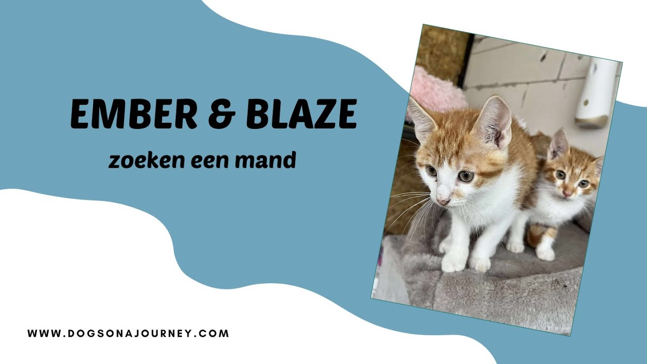 Ember & Blaze zoeken een mand - YouTube