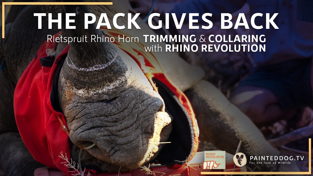 The Pack Gives Back | Rhino Horn Trimming & Collaring | 24 Jun - YouTube