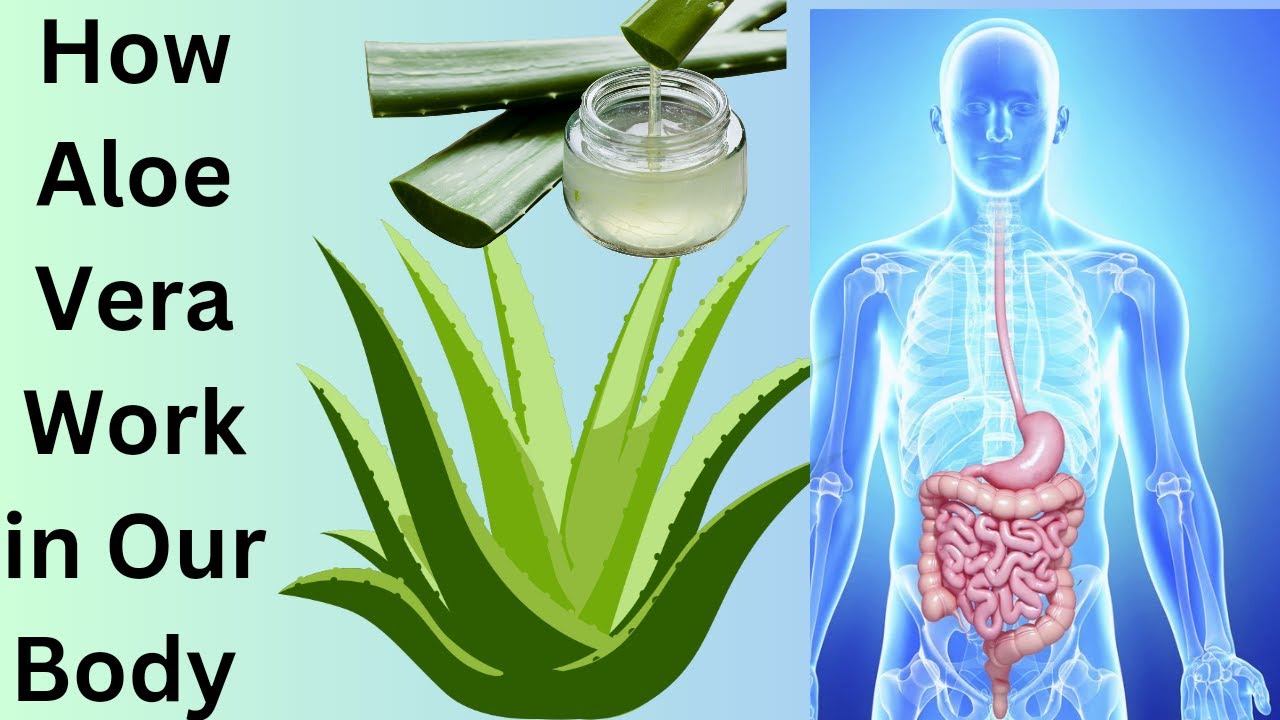 How Aloe Vera Work || Aloe Vera kaise kaam karta hai || How Aloe Vera ...