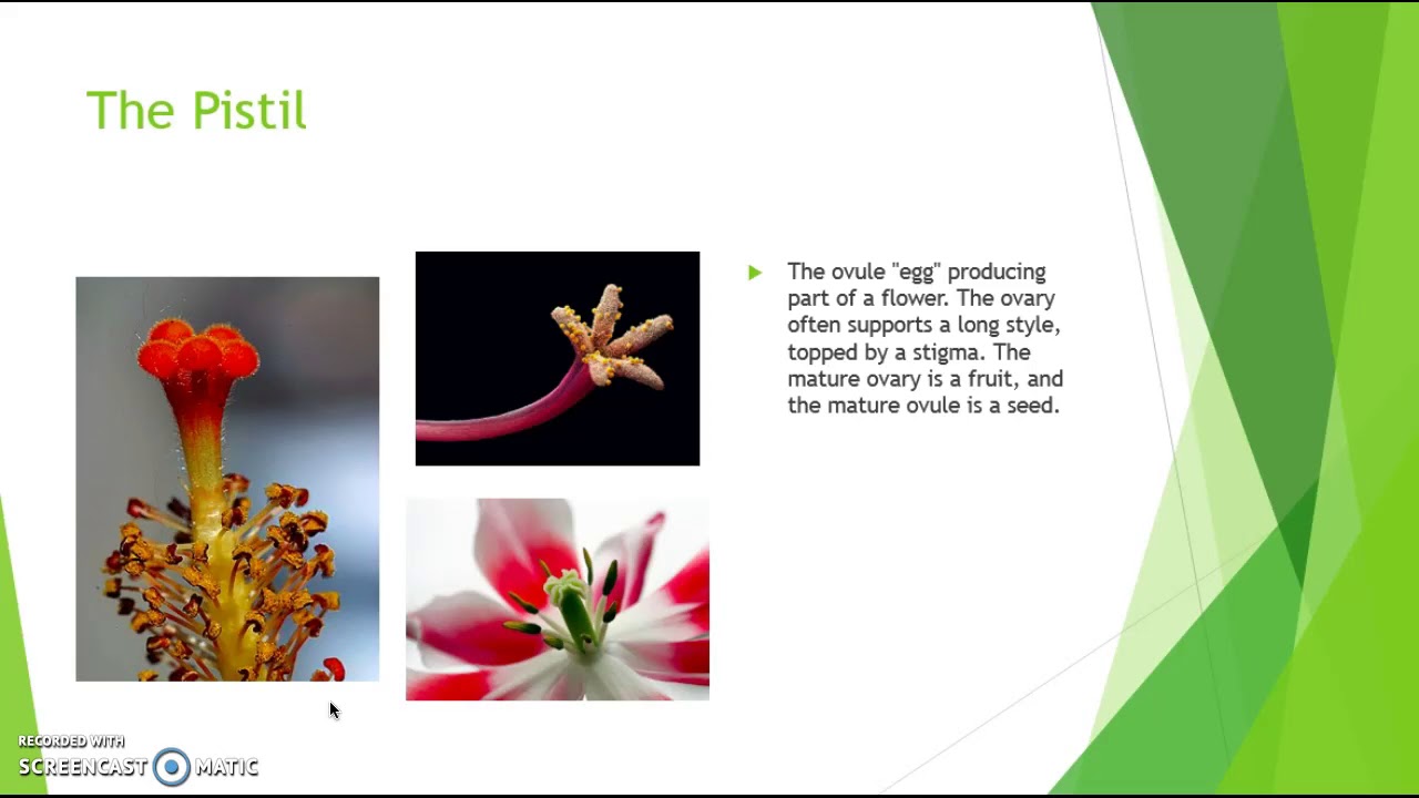 Different Parts of a Flower Powerpoint - YouTube