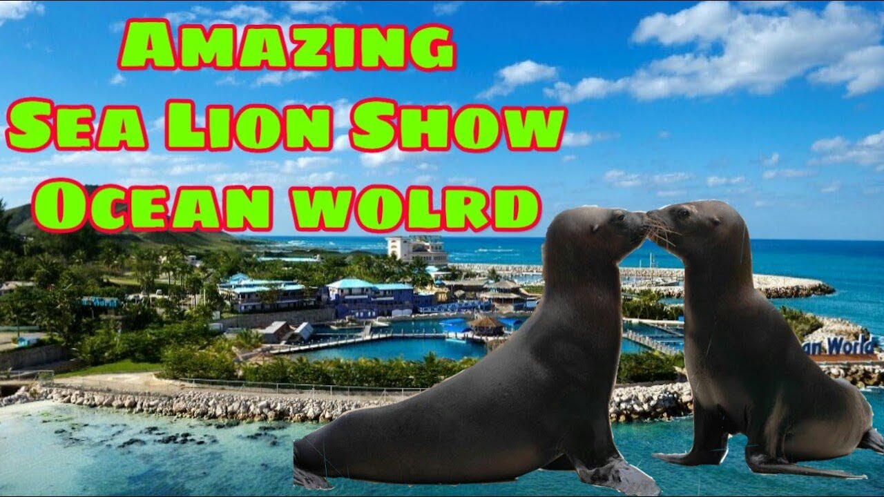 Sea Lion Show in Ocean World - - YouTube
