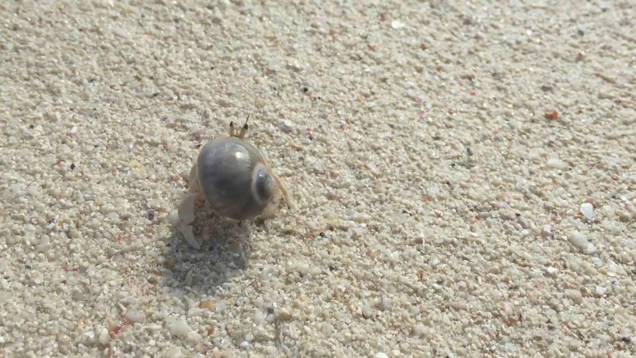 Baby crabs - YouTube