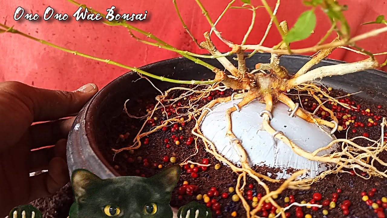 POHON SANCANG 05 CM 🪴 #bonsai #bonsaisancang #shorts #shito - YouTube