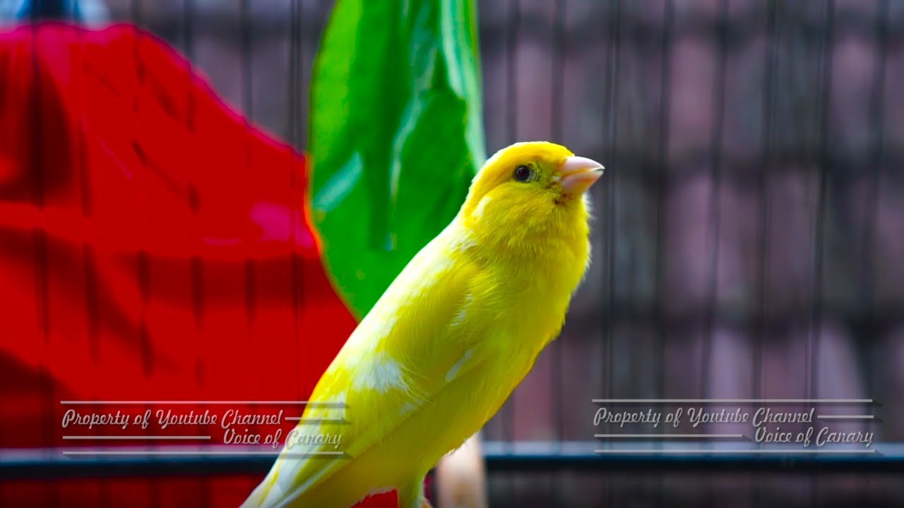 Kenari Gacor,Masteran burung Kenari Paud Dan Pancingan Kenari Macet ...
