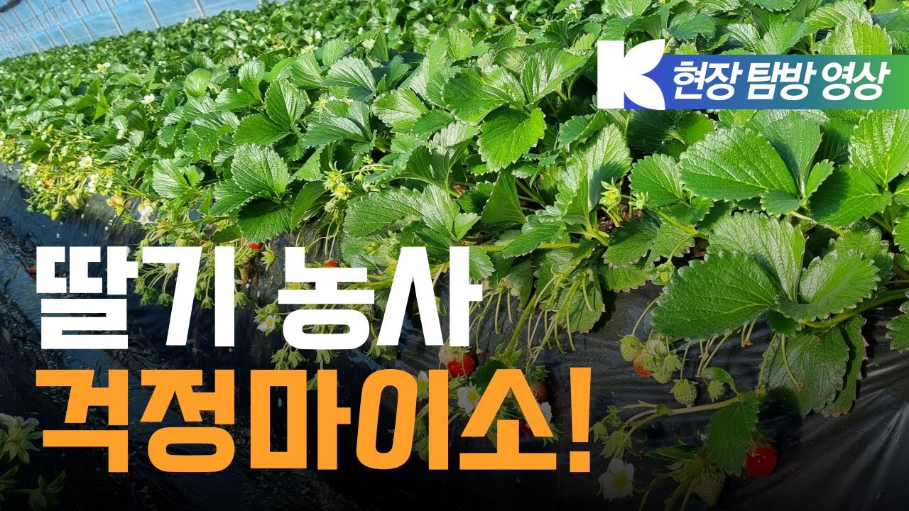 딸기 농사에 가장 중요한 모종 농사 모종 농사가 잘되니 재배가 쉬워졌다 딸기를 잘 재배하려면 무엇이 필요할까 클라스만