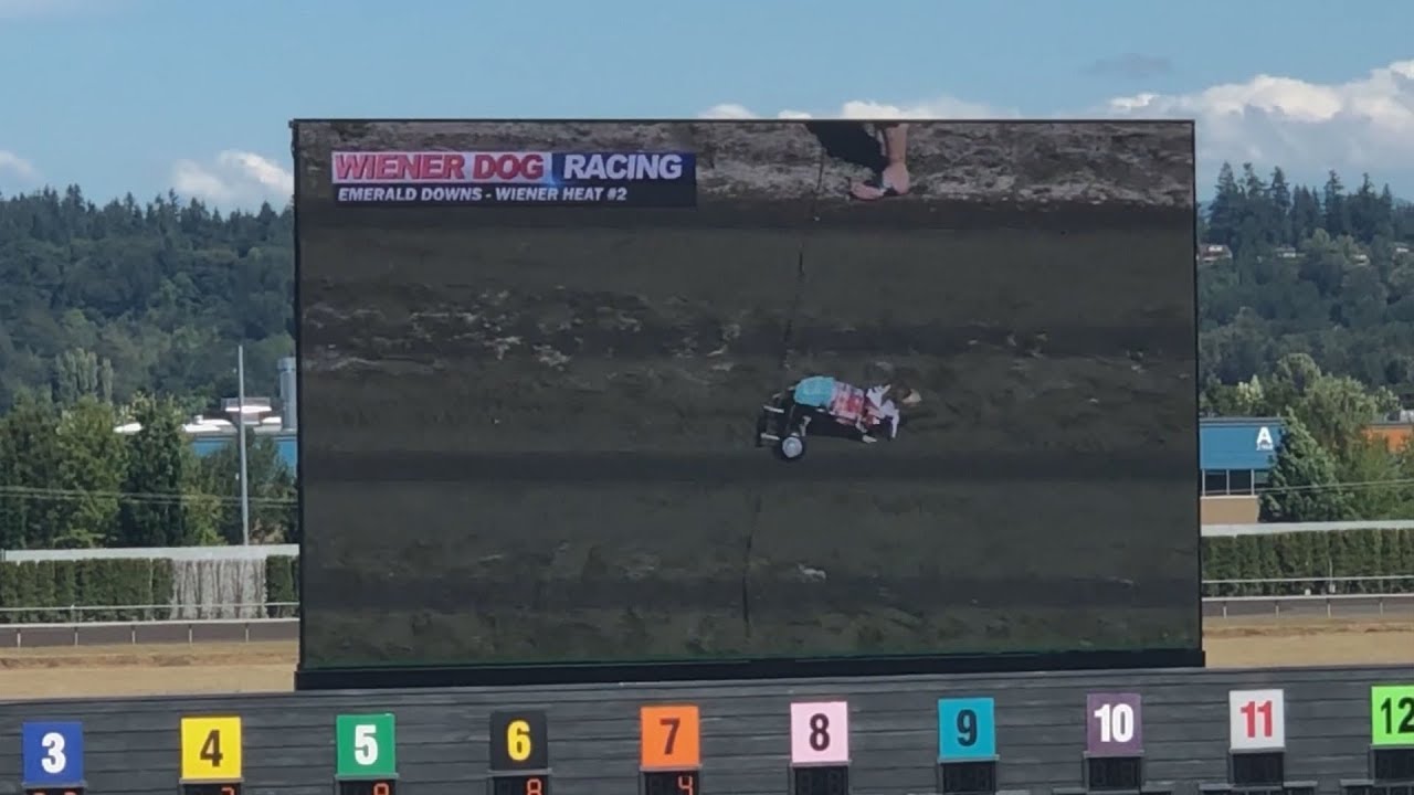 'Anderson Pooper' steals the show - YouTube