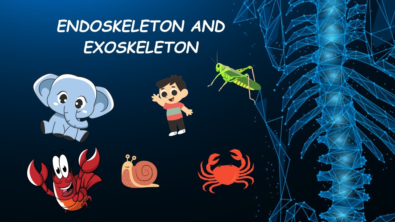 endoskeleton and exoskeleton - YouTube
