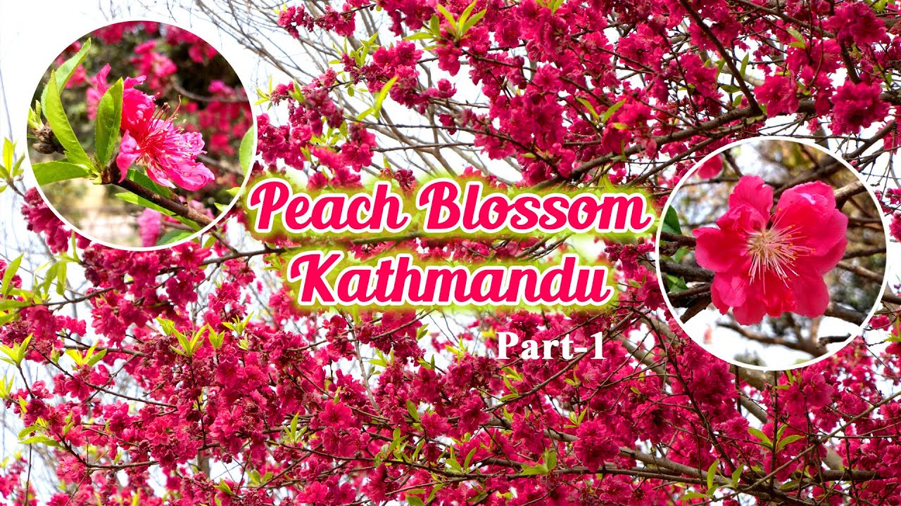 Peach Blossom_Part-1, Kathmandu_Nepal. - YouTube