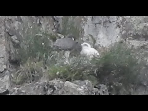 Faucon pèlerin 8 - Peregrine Falcon / Falco peregrinus