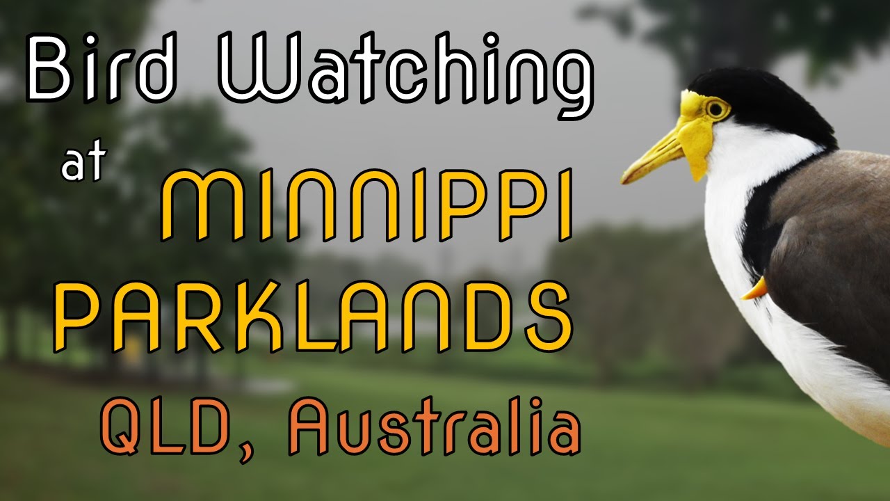 Bird Watching at Minnippi Parklands, Brisbane, Australia - YouTube