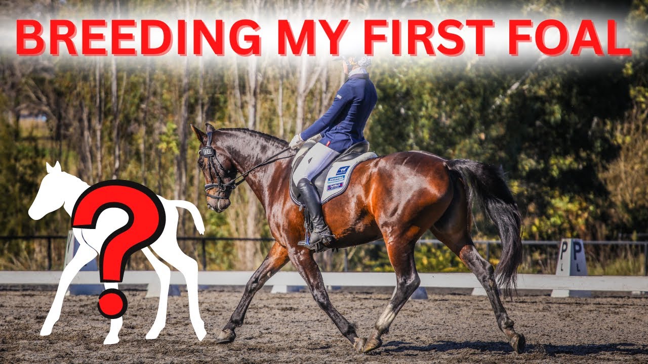 BREEDING MY FIRST FOAL! - YouTube