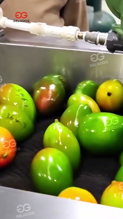 Mango Washing Grading And Waxing Processing Line - YouTube