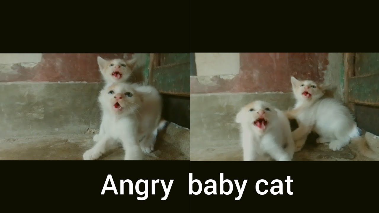 angry baby cat #catvsrat - YouTube