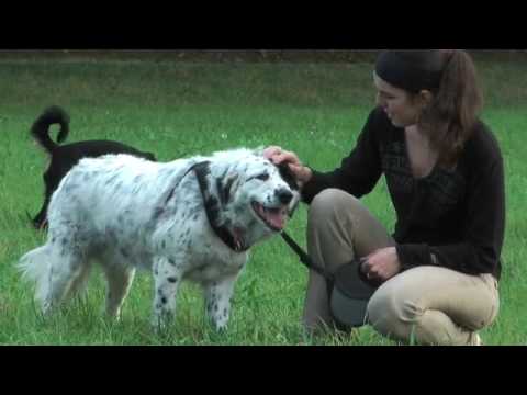 Gilda Border Collie-English Setter-Mischling - YouTube
