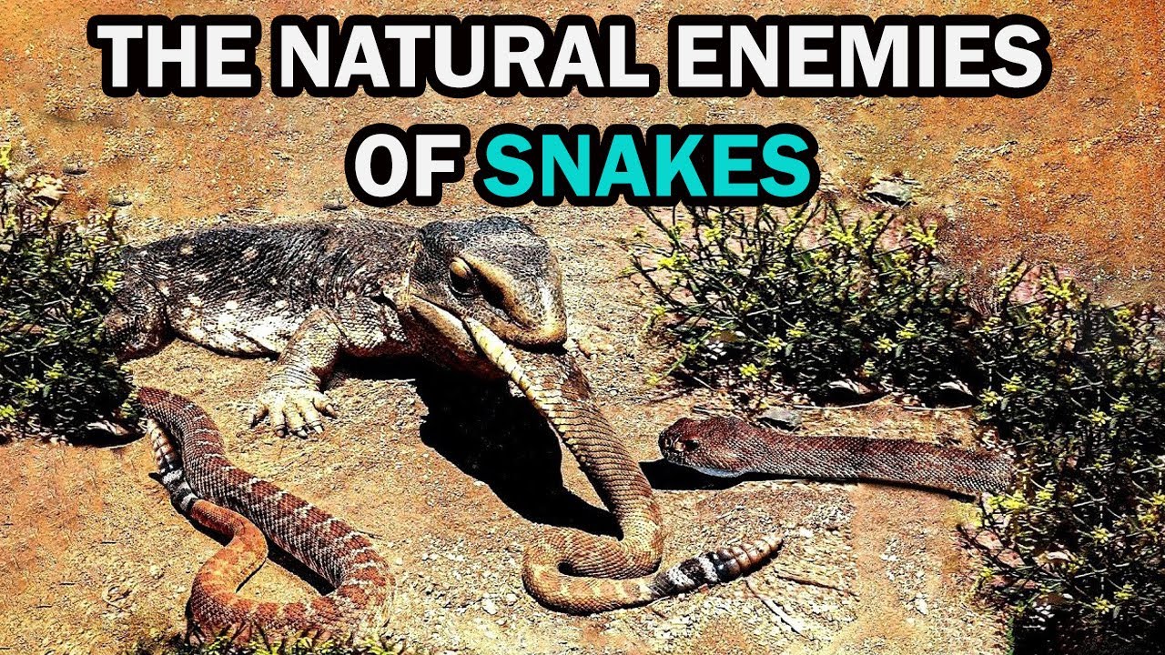 The Top 10 Natural Enemies Of Snakes That Terrify Them - YouTube