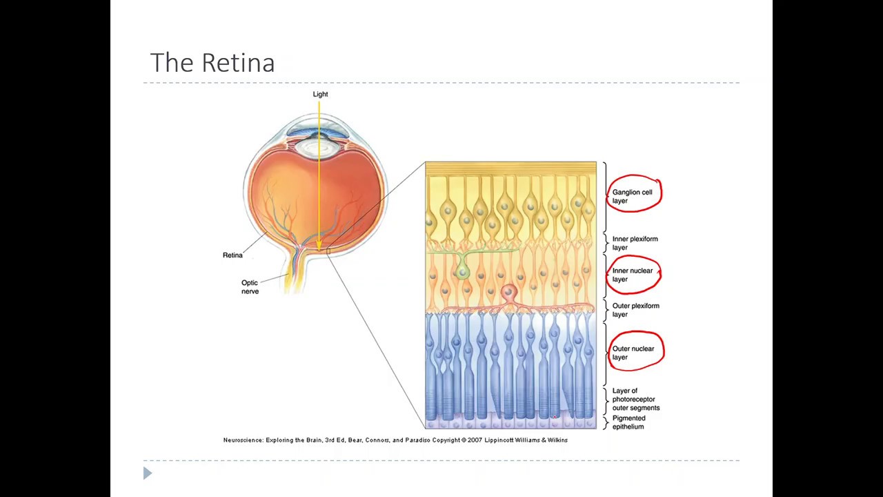 Layers Of The Retina