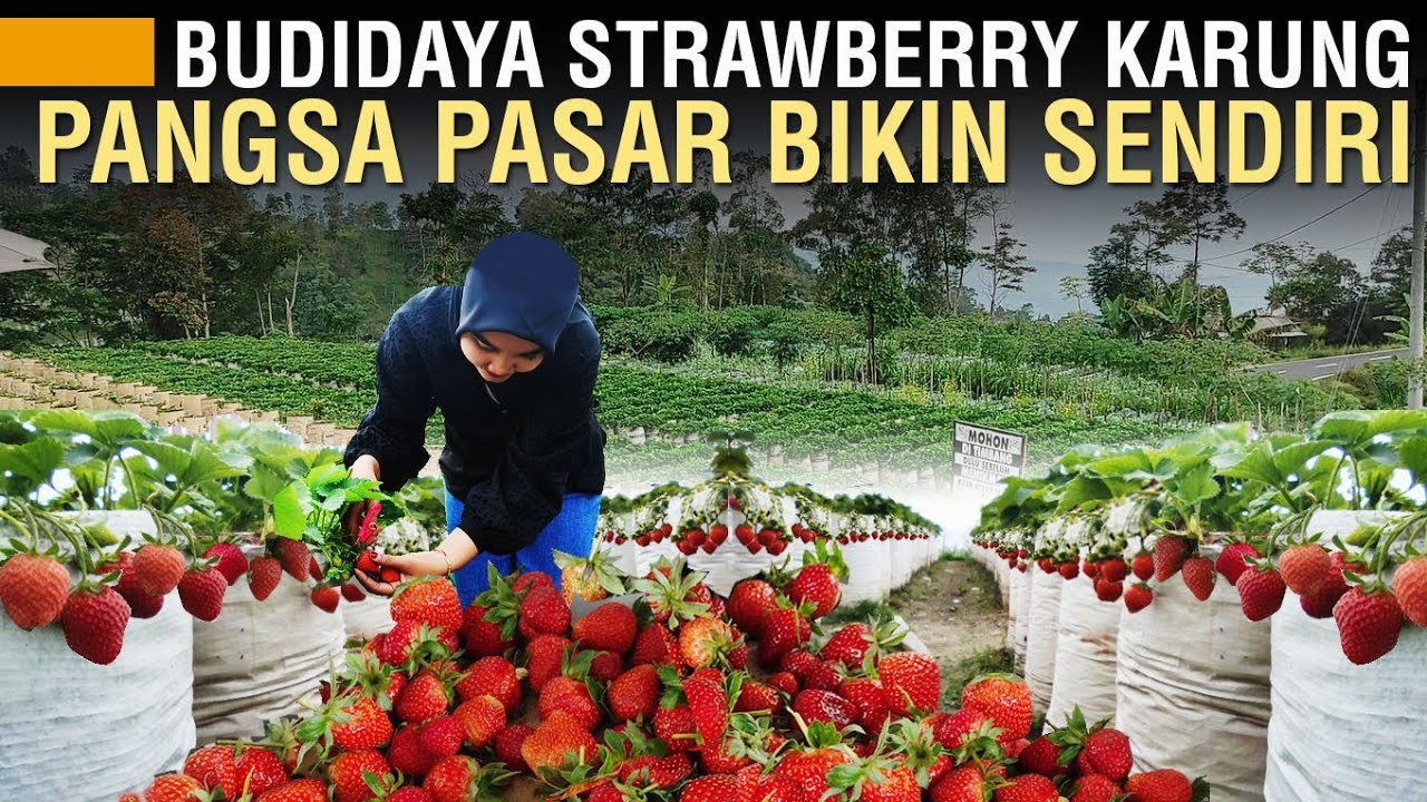 SUKSES BUDIDAYA STRAWBERRY DALAM KARUNG - YouTube