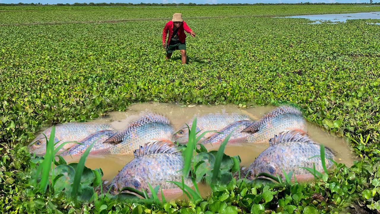 Wow! How to Fishing and Catching Many Fish by Hand in Raining Season ...