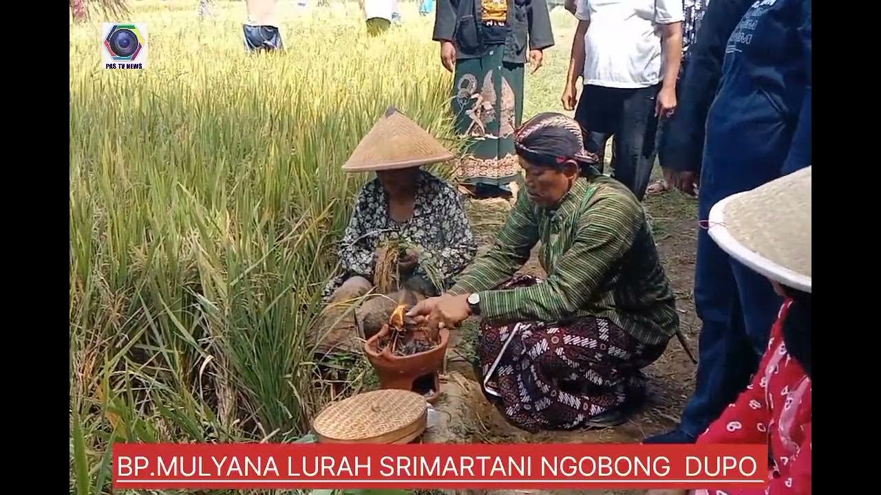 Wiwitan Prosesi Adat Jawa Pra Panen Padi - YouTube