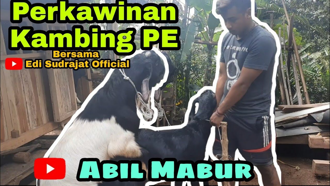 Kambing PE kawin. Proses mengawinkan kambing Peranakan Etawa (PE ...