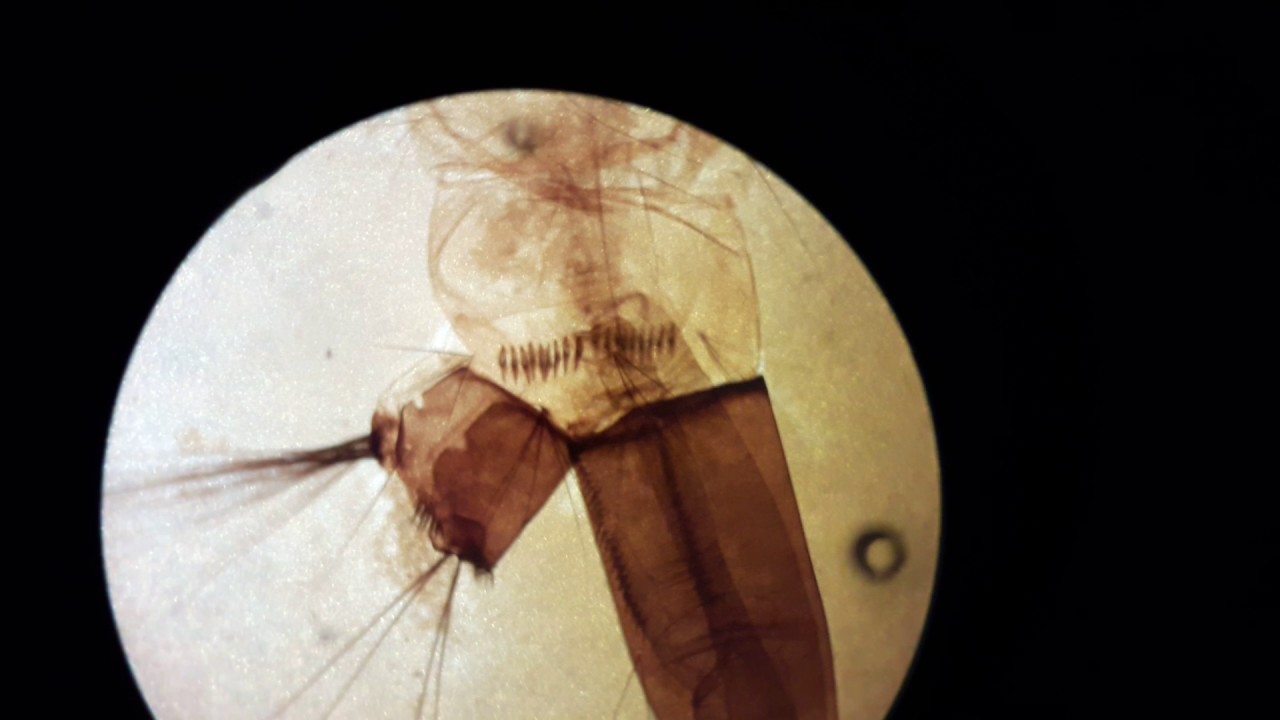 Haemagogus sp - YouTube