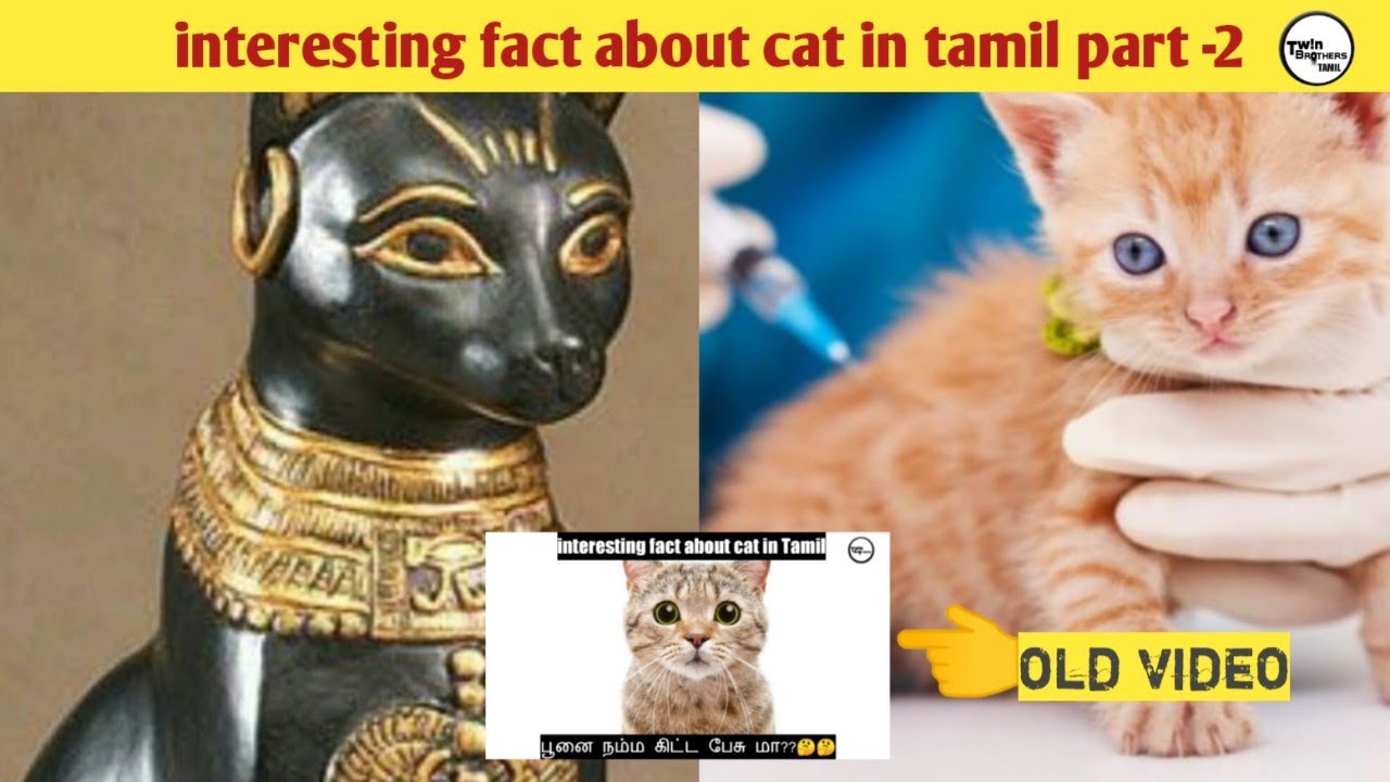 Interesting Fact About Cat In Tamil Part 2 twinbrotherstamil3335 cat interesting-fact-about-cat-in-tamil-part-2-twinbrotherstamil3335-cat