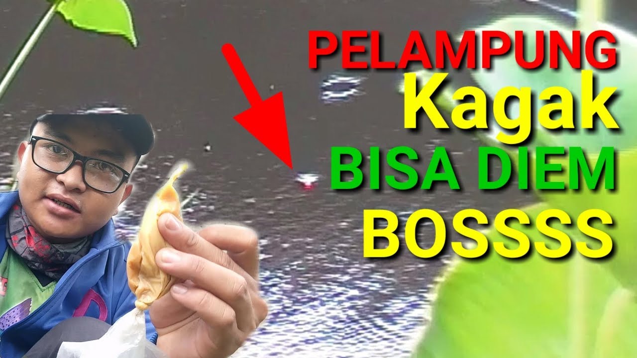 Tes umpan jitu ikan rancak/tawes untuk mancing di sungai cisadane - YouTube