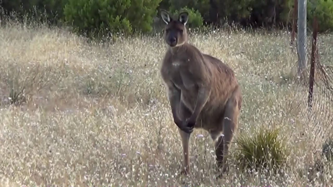 Kangaroos with strong arms very near | Canguros con los brazos fuertes ...