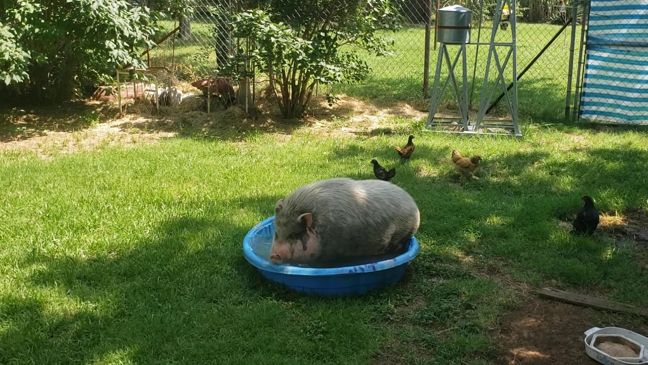 We might need Upgrade Wilbur's pool - YouTube