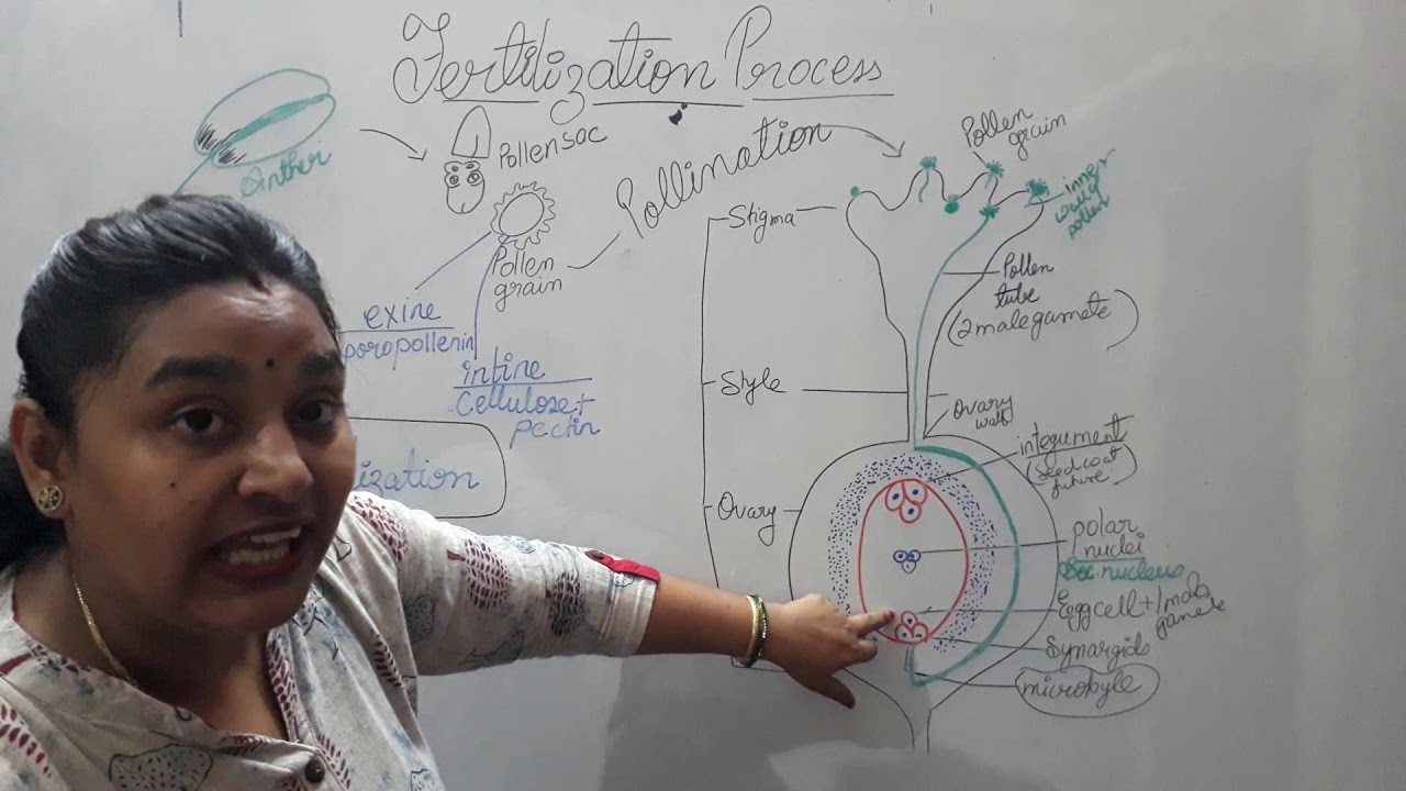 Class 10 ||How do organisms reproduce|| Fertilization in flowers ...