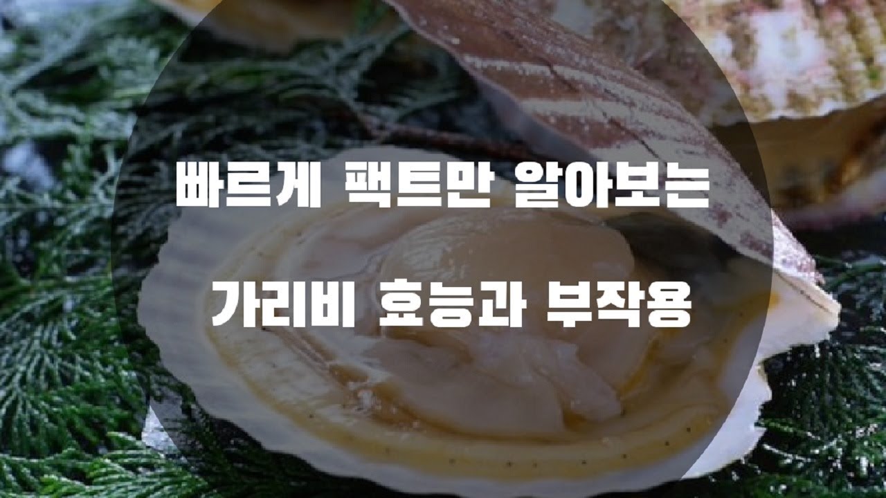 가리비 효능과 부작용 , scallop efficacy and side effects - YouTube
