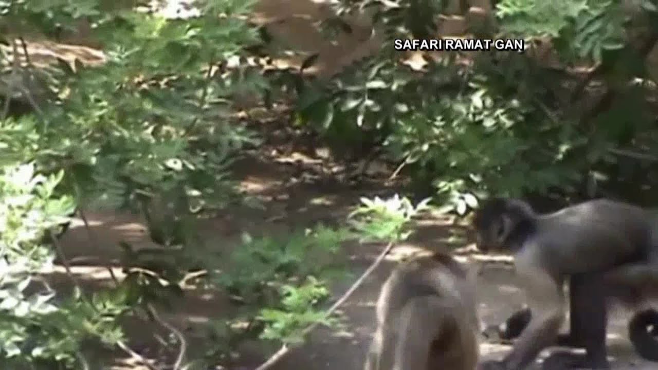 Monkey escapes Israel zoo - YouTube