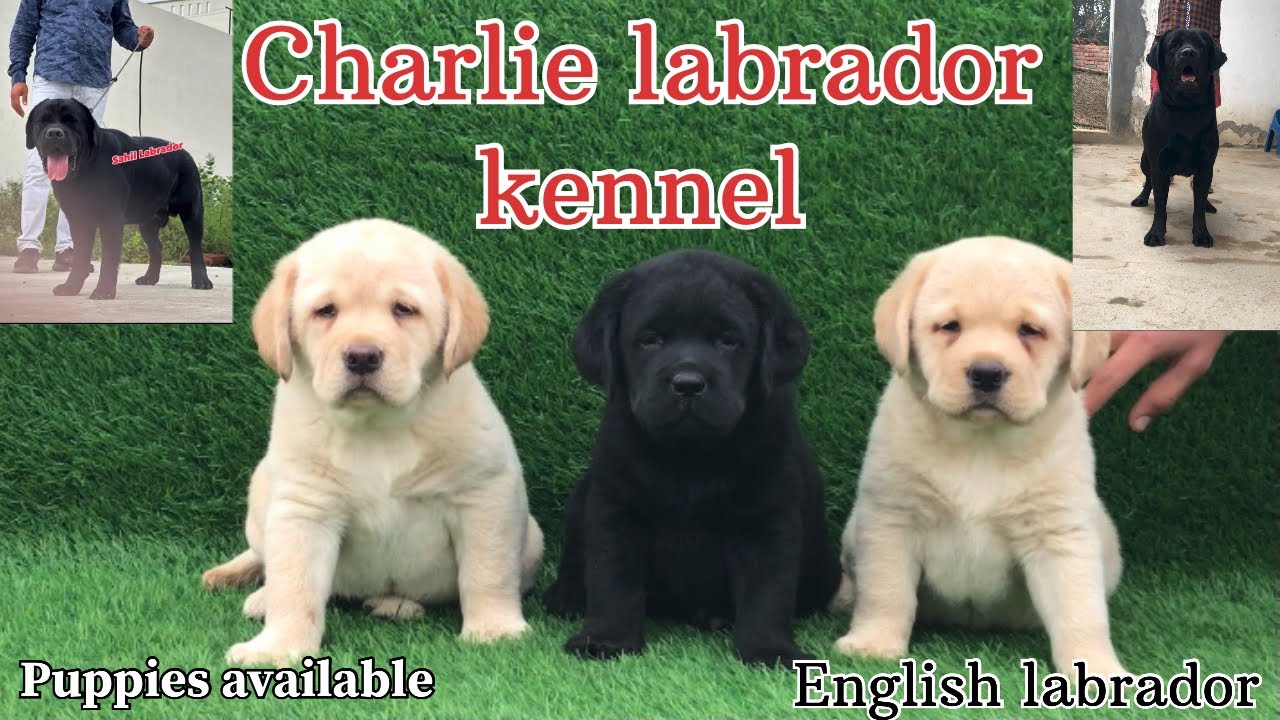 English Labrador Puppies Available || Charlie Labrador Kennel || Best ...