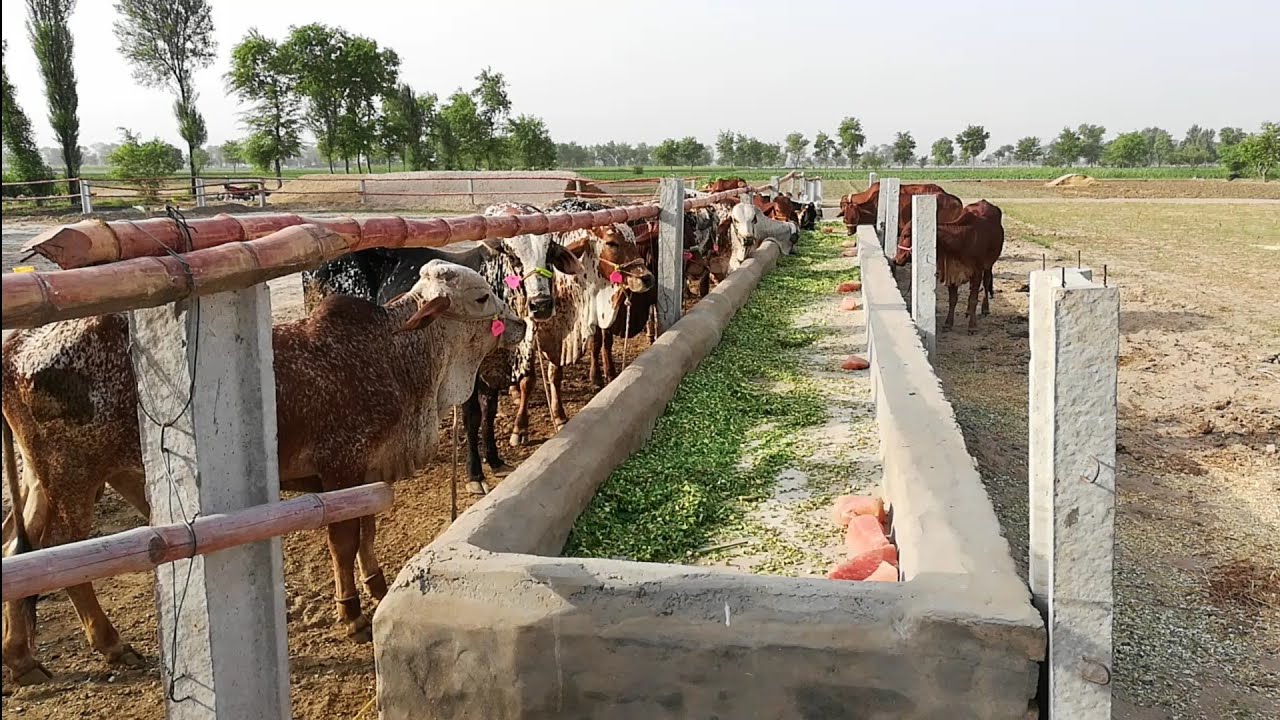 Aziz Cattle Farm Se Live Tariq Ch. - YouTube