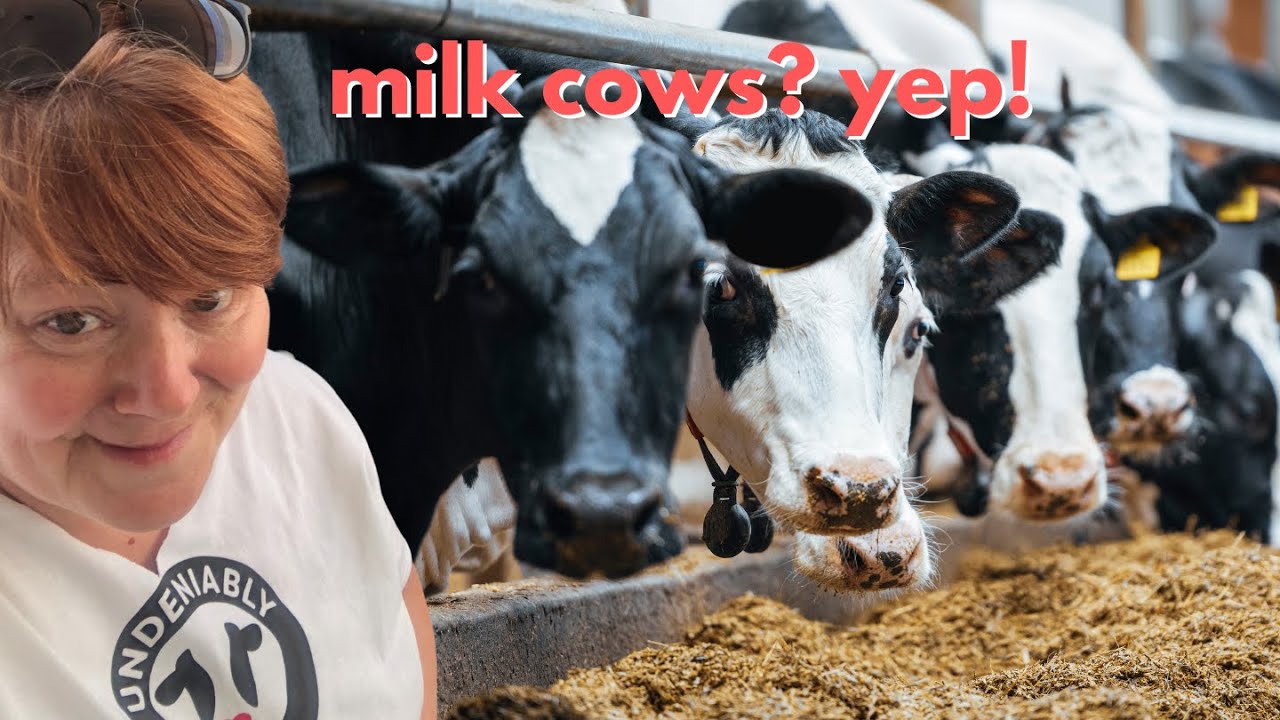 Running a dairy farm with 2 generations FARM TOUR - YouTube