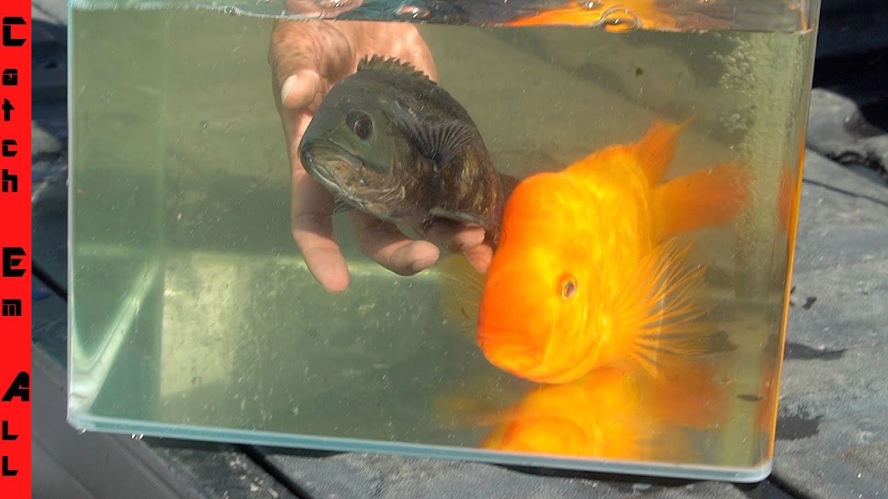 MIXING New FISH GENETICS on ACCIDENT LIVE! - YouTube