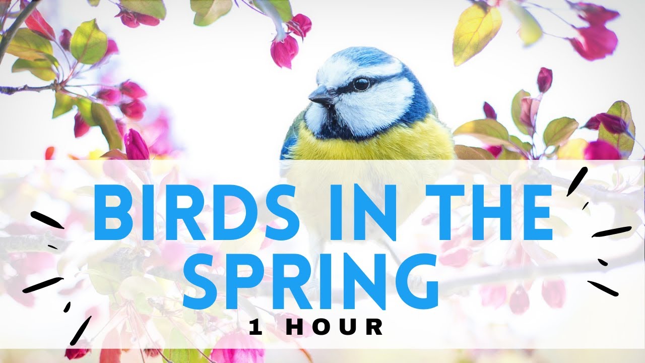 Spring Birdsong Calming Nature Sounds Birds Chirping Ambience Bird ...
